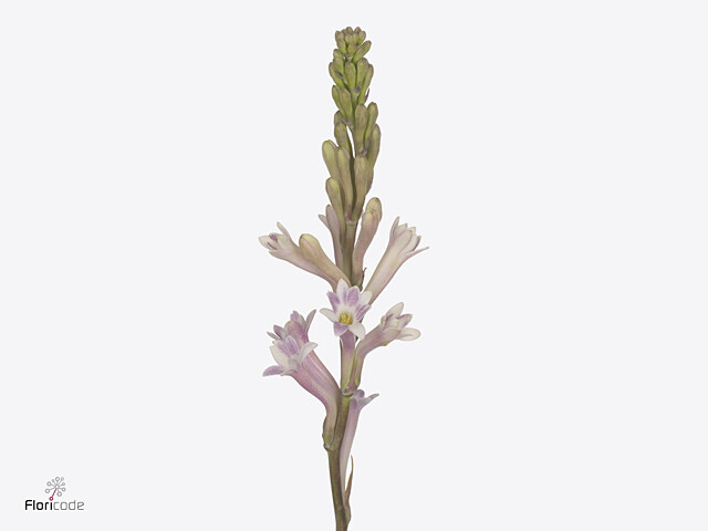 Polianthes Tuberosa Floral Formula