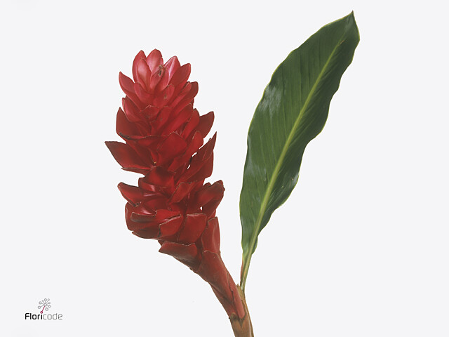 Red Ginger Flower Red Button Spiral Ginger